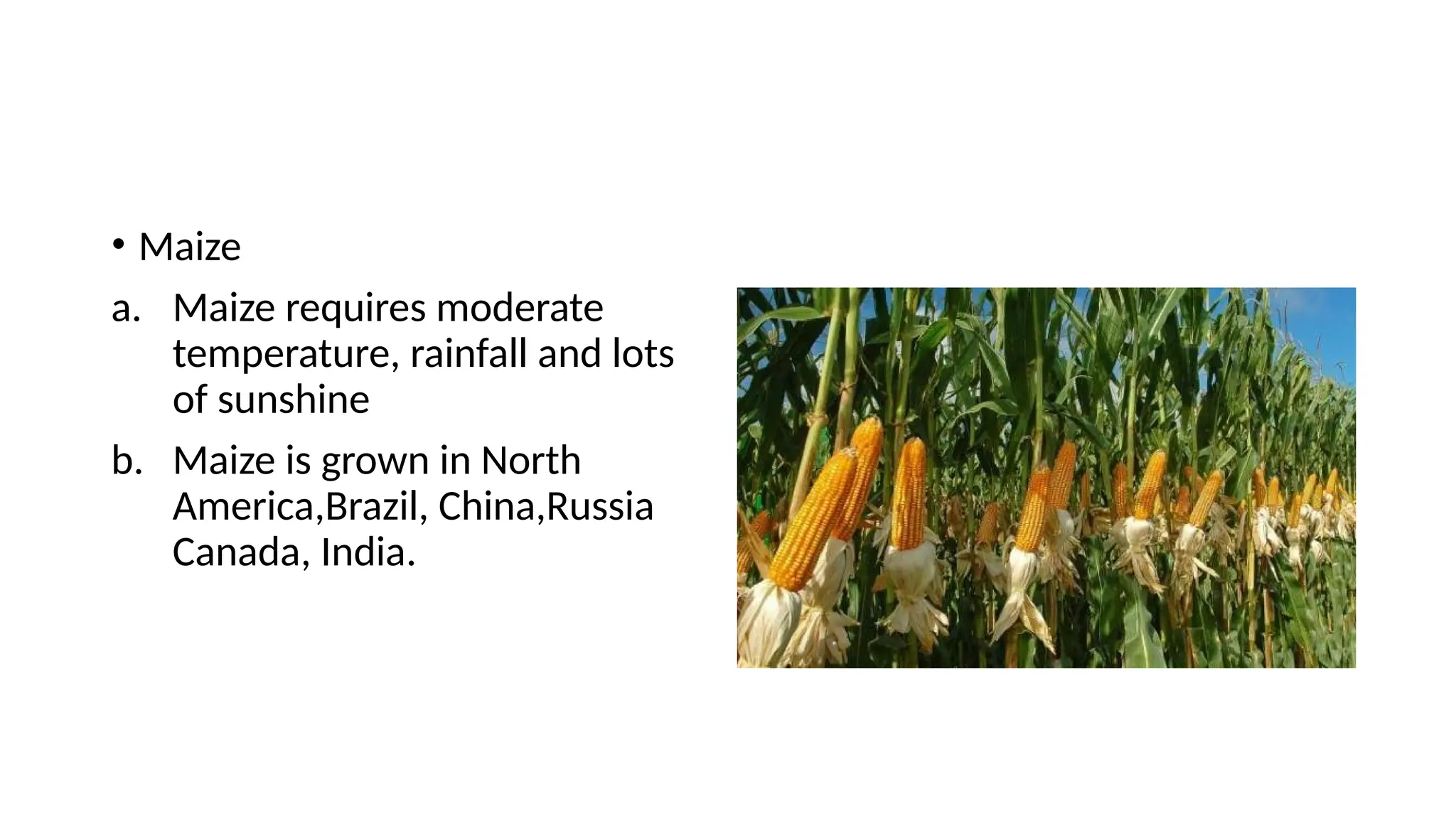 Agriculture Major Crops class 8 social science | PPTX