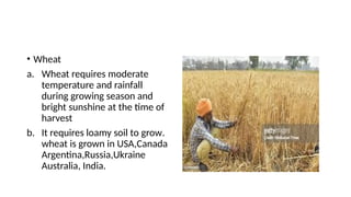 Agriculture Major Crops class 8 social science | PPTX