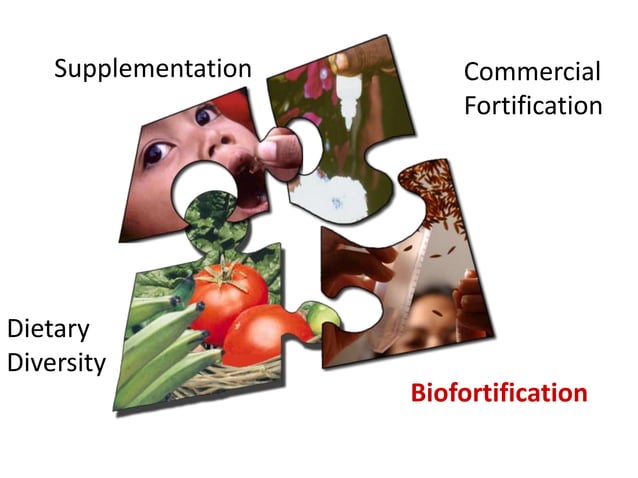 Biofortification Provitamin A Maize in Zambia