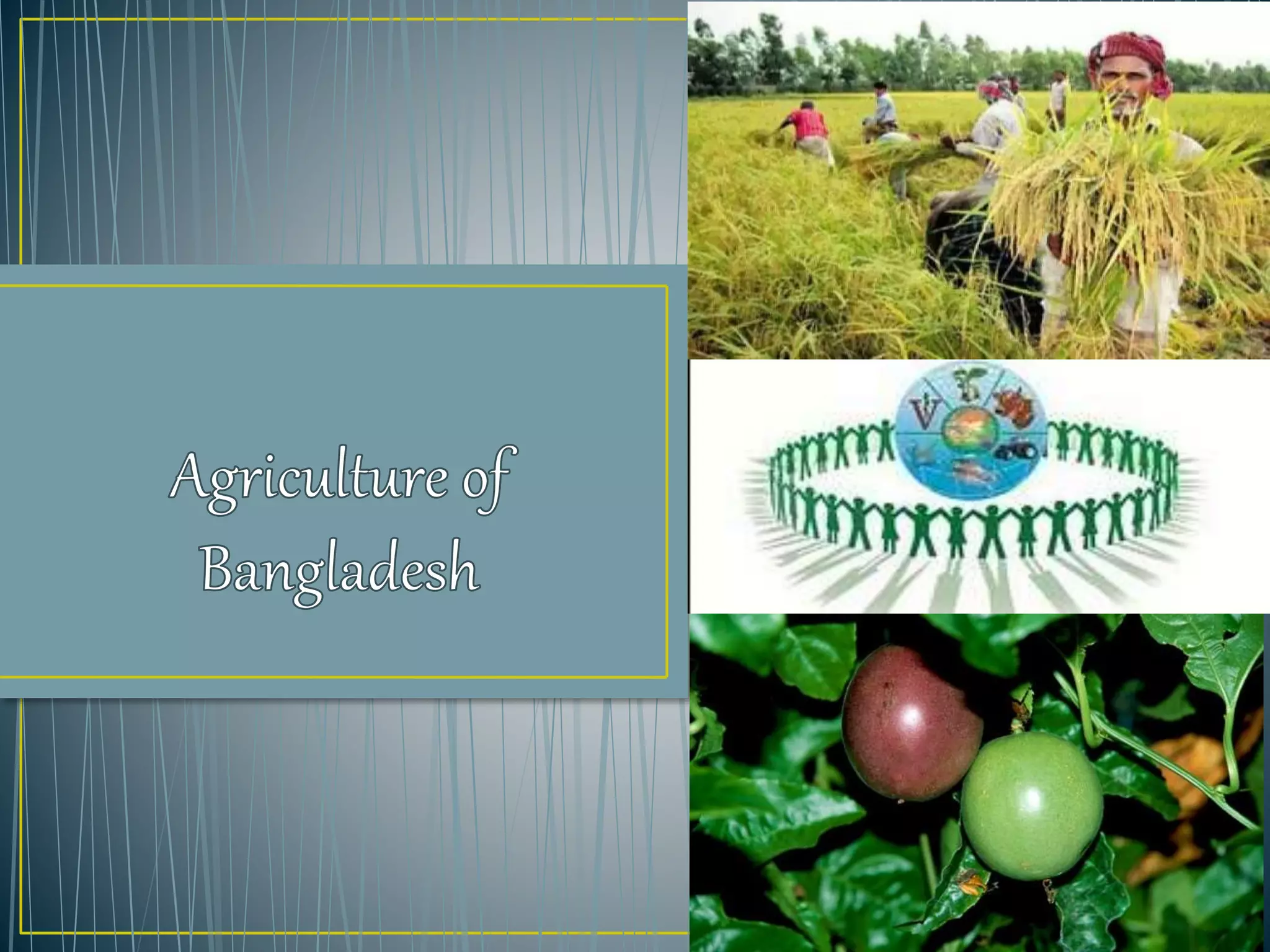 Agriculture of Bangladesh | PPT