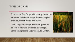 Agriculture of india | PDF | Agriculture | Industries