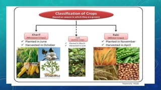 Agriculture class 10 | PPTX