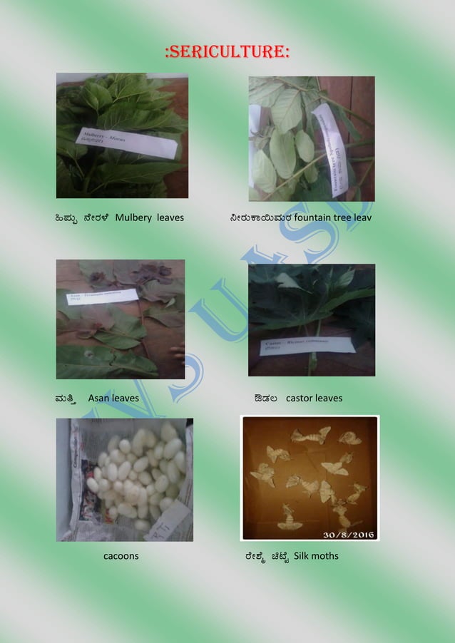 Agriculture practical exam For B,Sc farm sciences | PDF | Agriculture ...