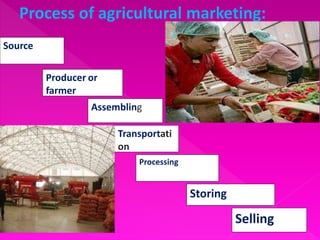 Agriculture produce marketing | PPTX