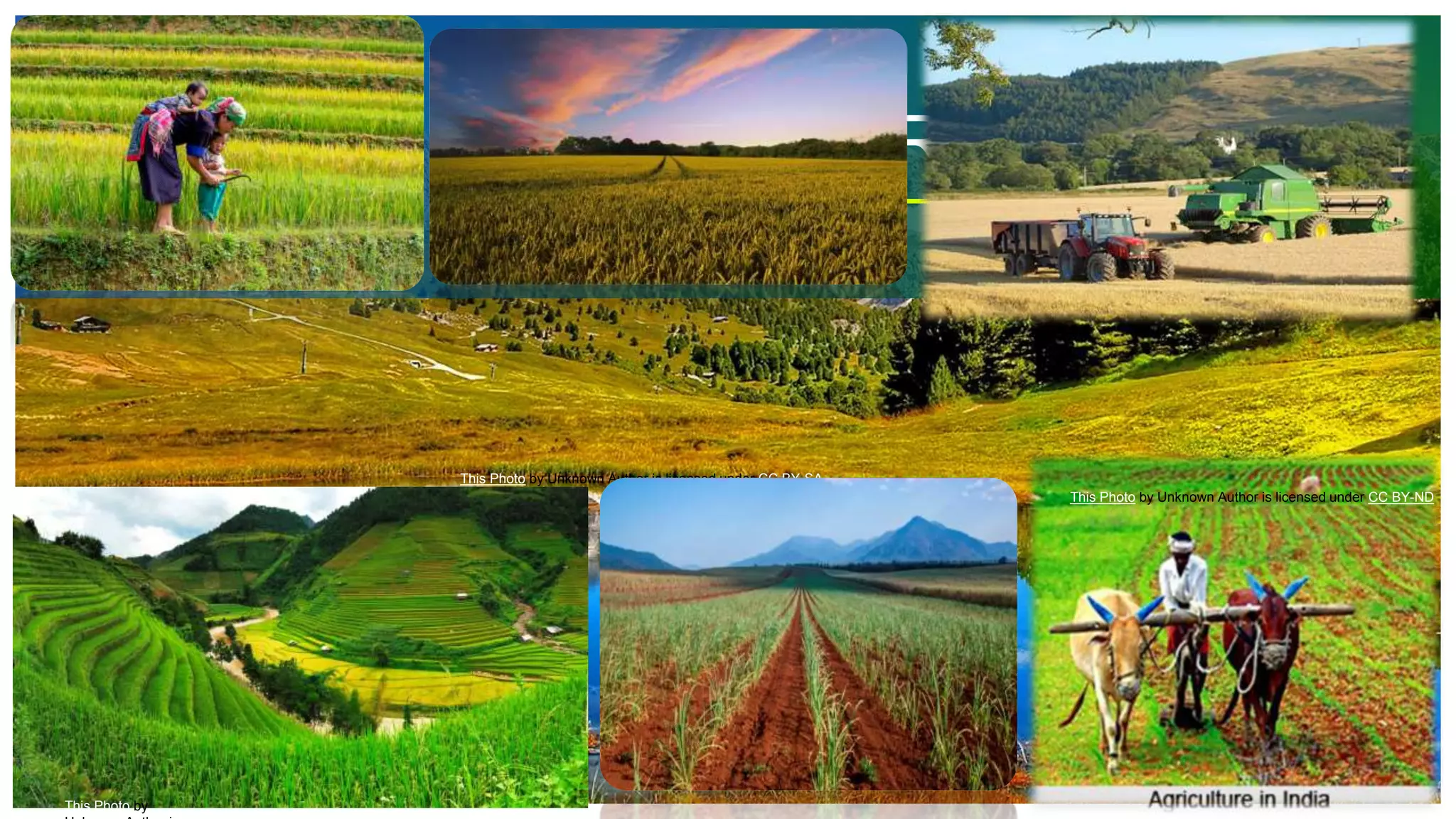 Agriculture reforms & contribution to indian economy [autosaved] | PPT
