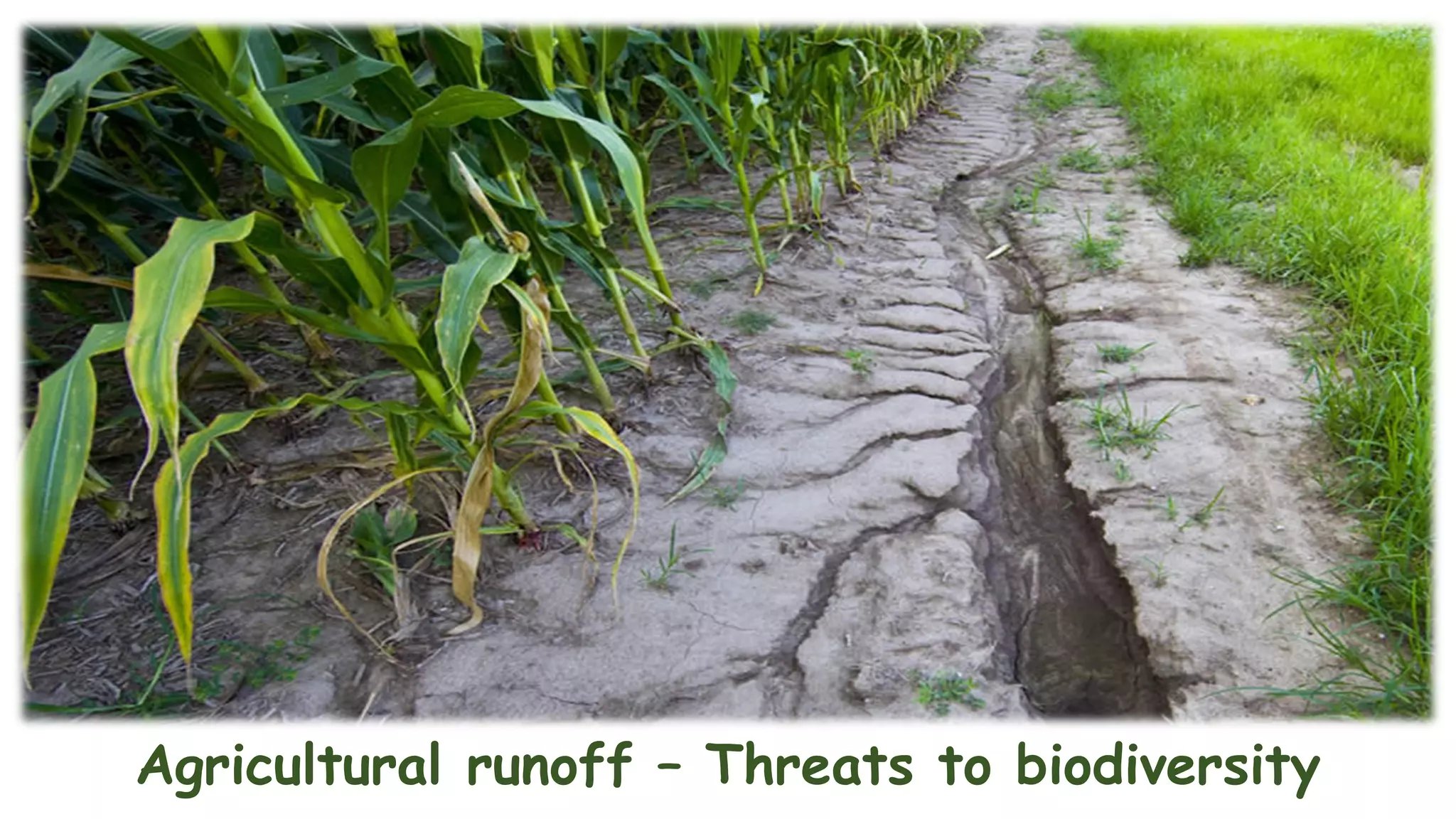 Agriculture run-off.pdf