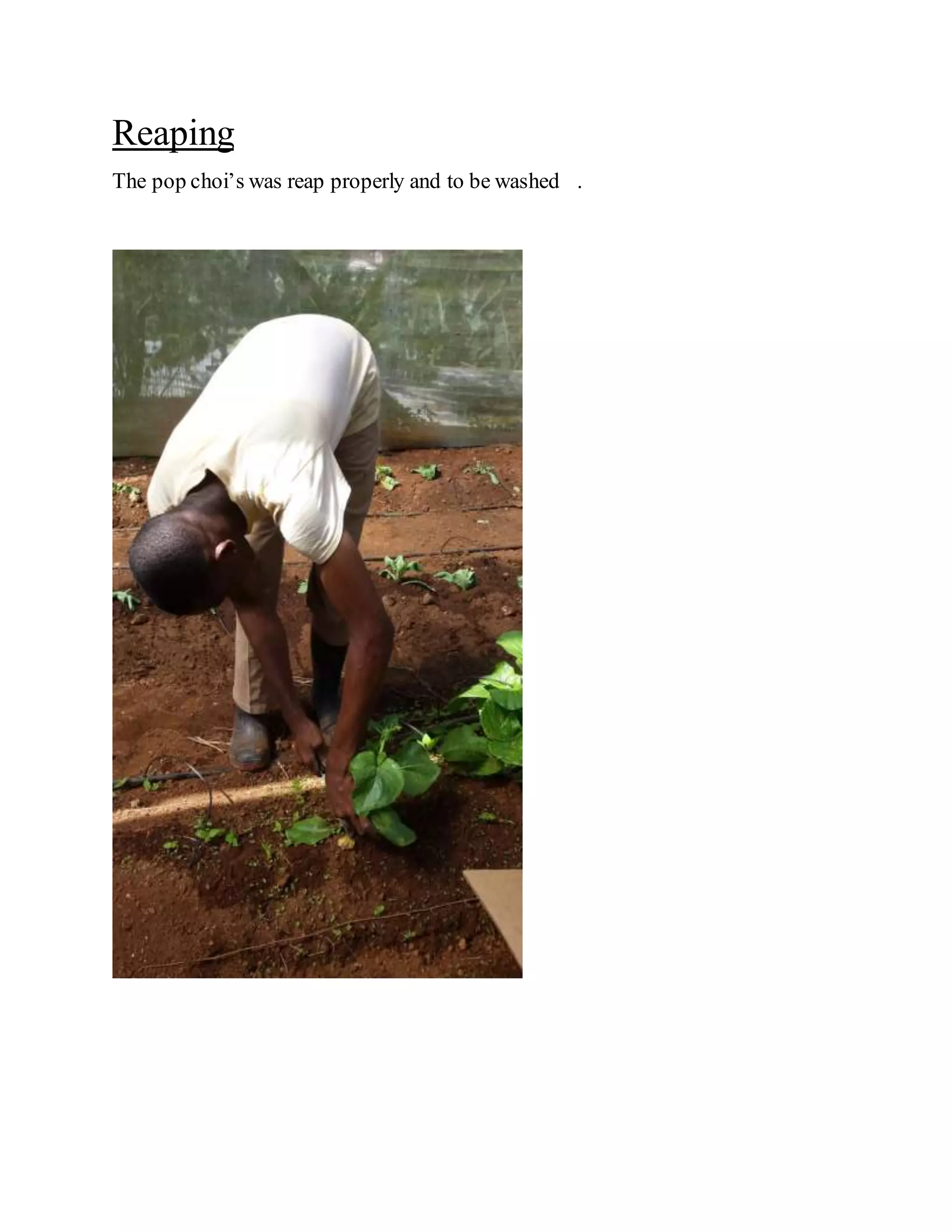 Agriculture sba | DOCX