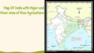 Agriculture x a cropping pattern and major crops (rice and wheat) | PPTX