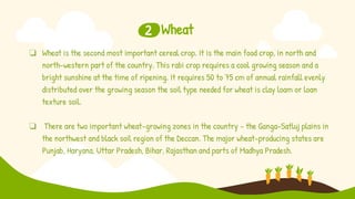 Agriculture x a cropping pattern and major crops (rice and wheat) | PPTX