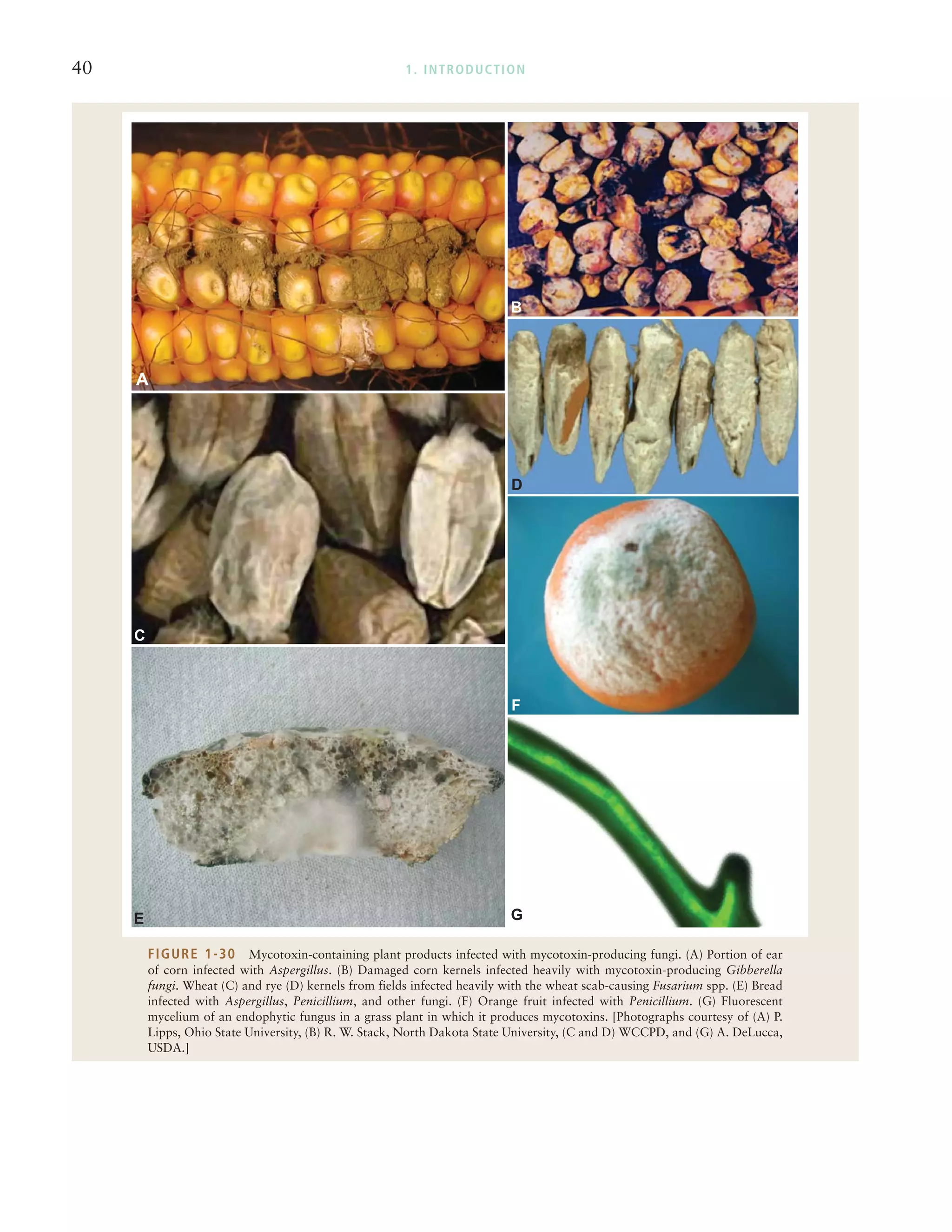 Agrios (2005) - Plant pathology 5. ed.pdf