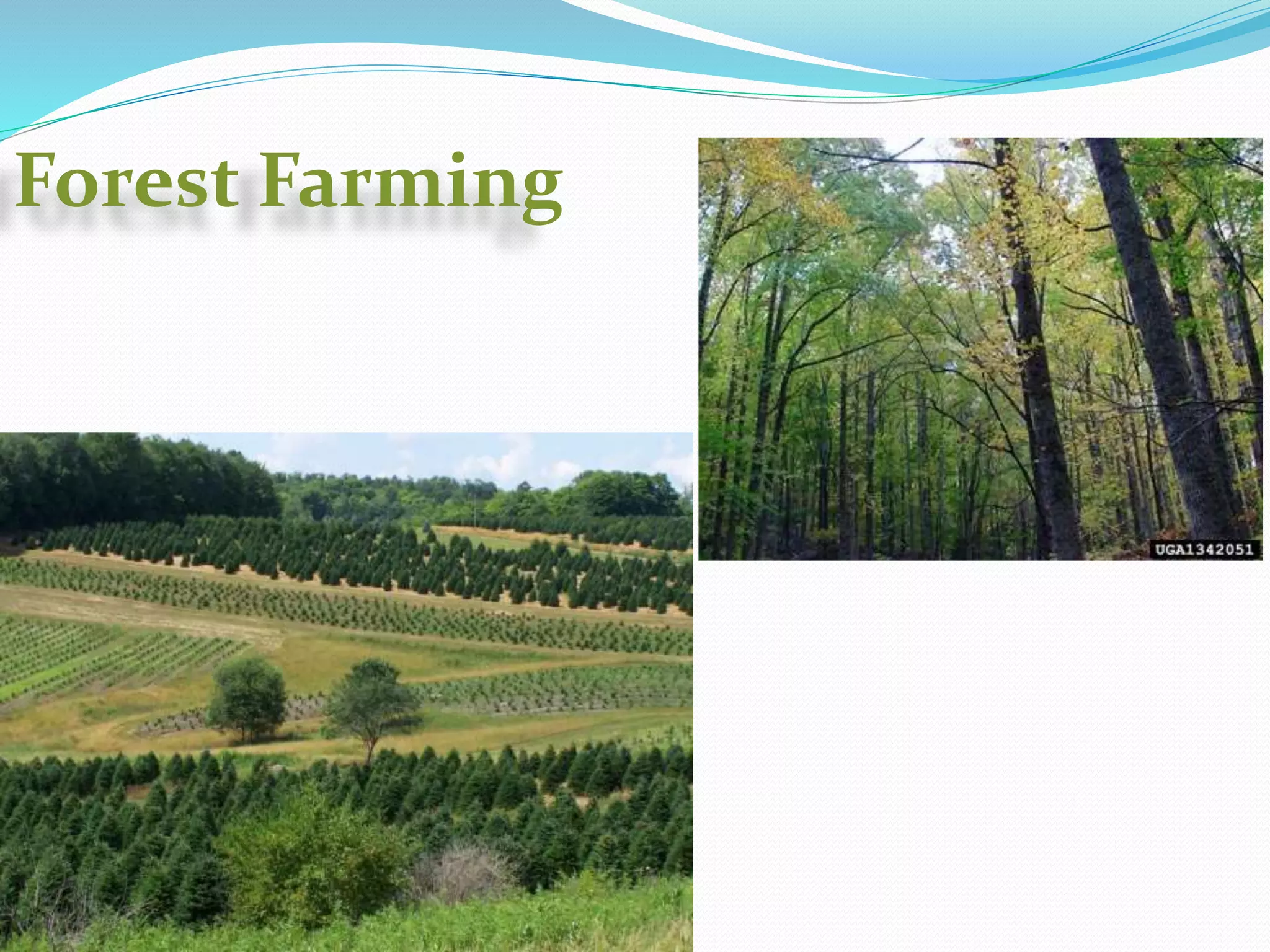 Agro-forestry | PPTX