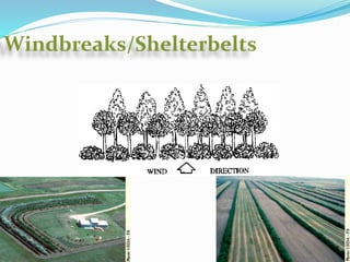 Agro-forestry | PPTX