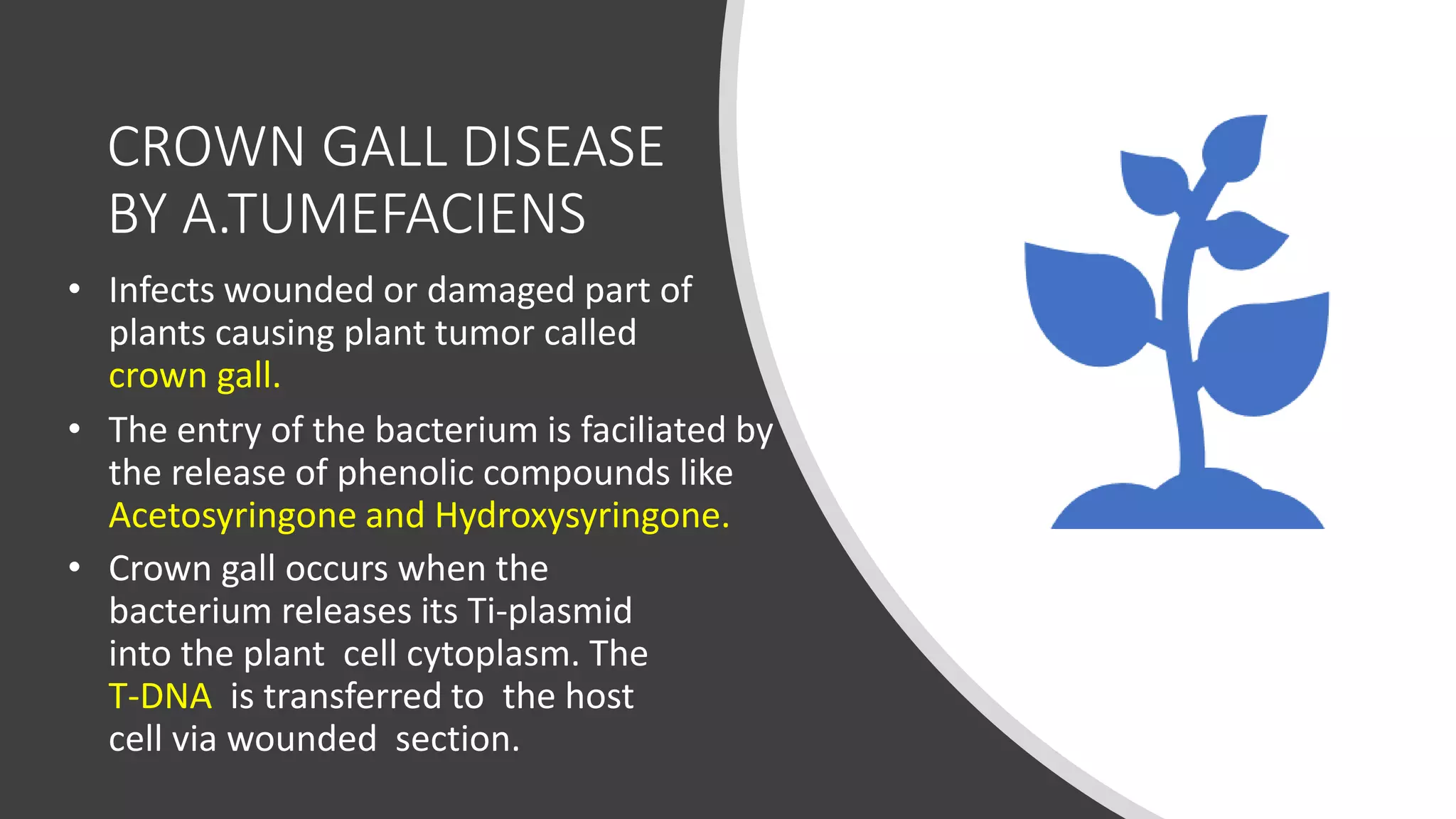 Agrobacterium Mediated Transformation Pptx