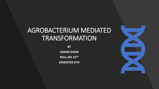 Agrobacterium mediated transformation | PPTX