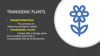 Agrobacterium mediated transformation | PPTX