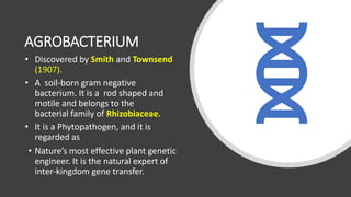 Agrobacterium mediated transformation | PPTX