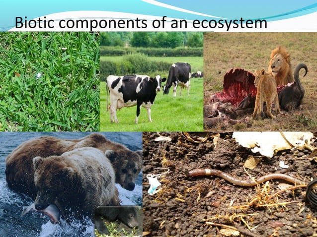 Agro ecology Concept | PPT