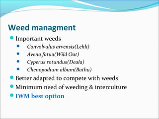 Agro technology of barley | PPT | Agriculture | Industries