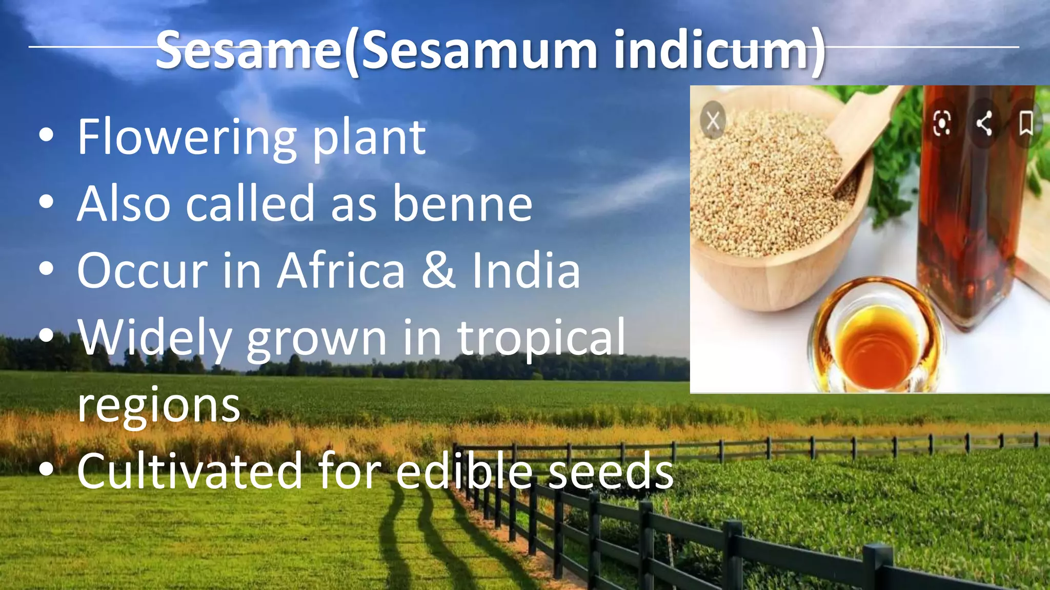 Oil seed crops | PPTX