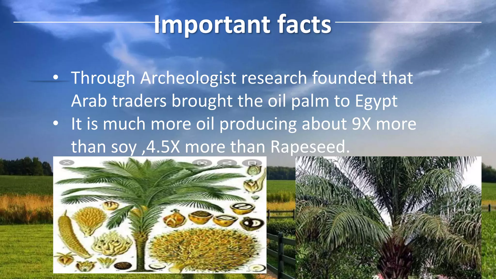 Oil seed crops | PPTX