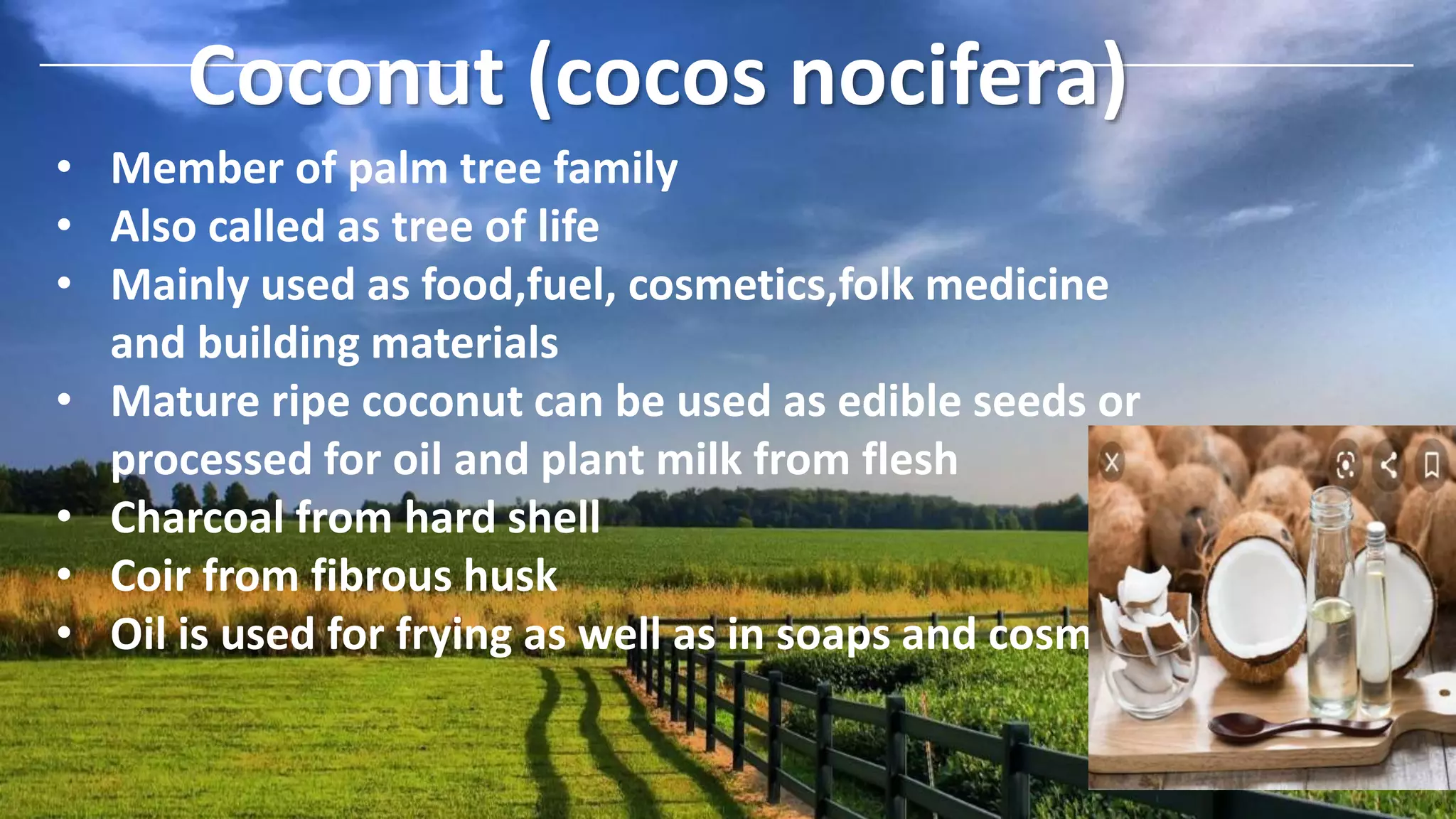 Oil seed crops | PPTX