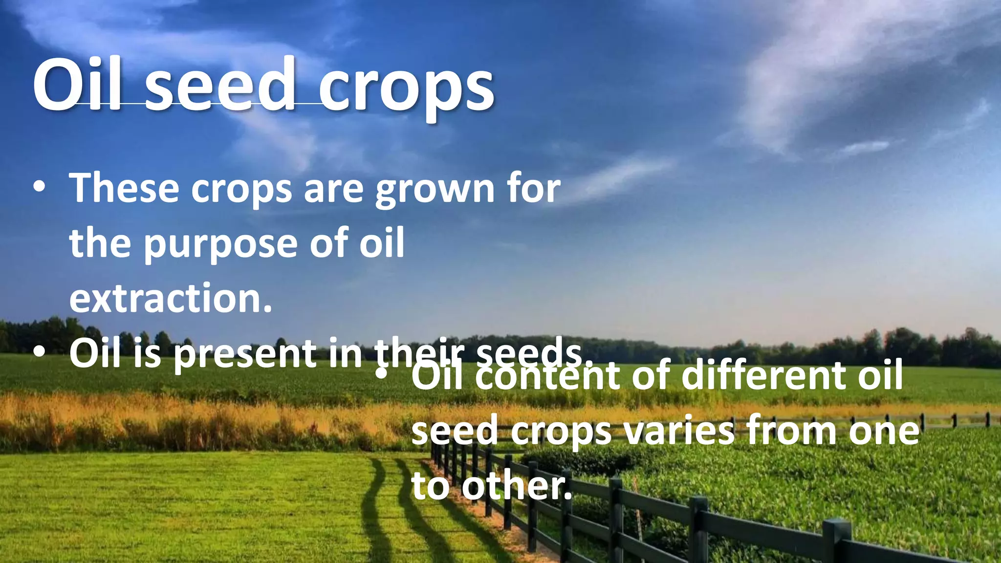 Oil seed crops | PPTX