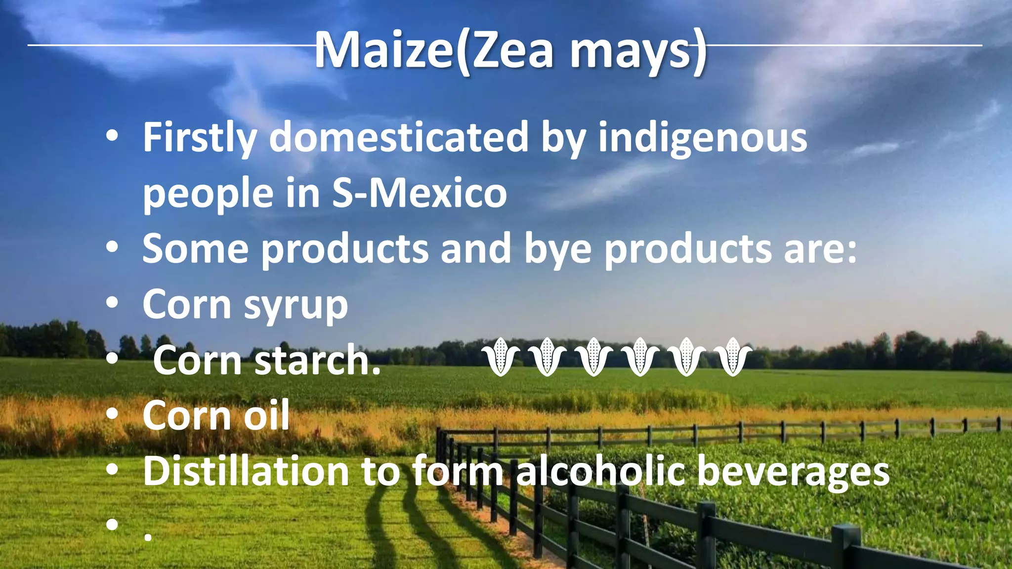 Oil seed crops | PPTX