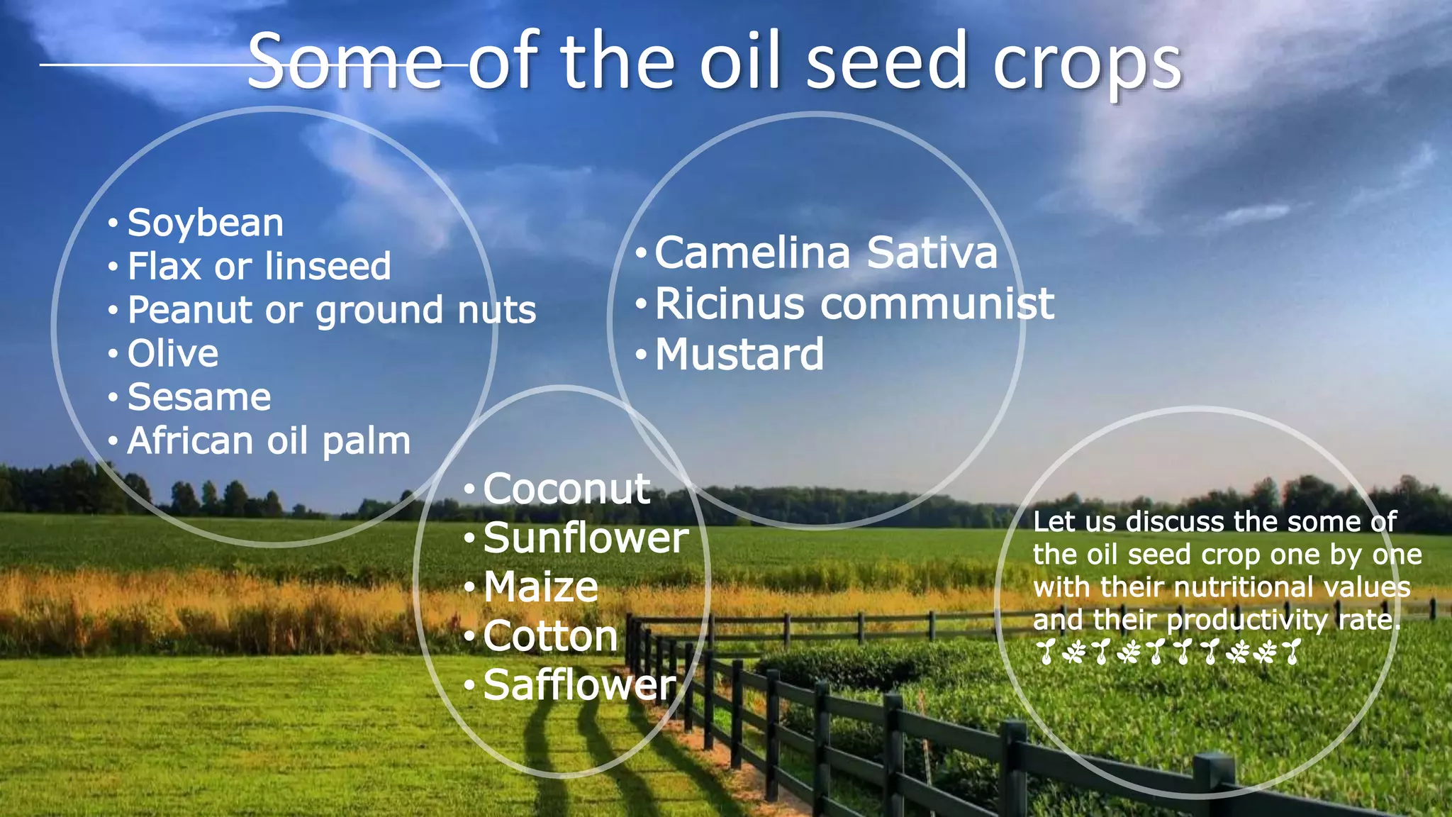 Oil seed crops | PPTX