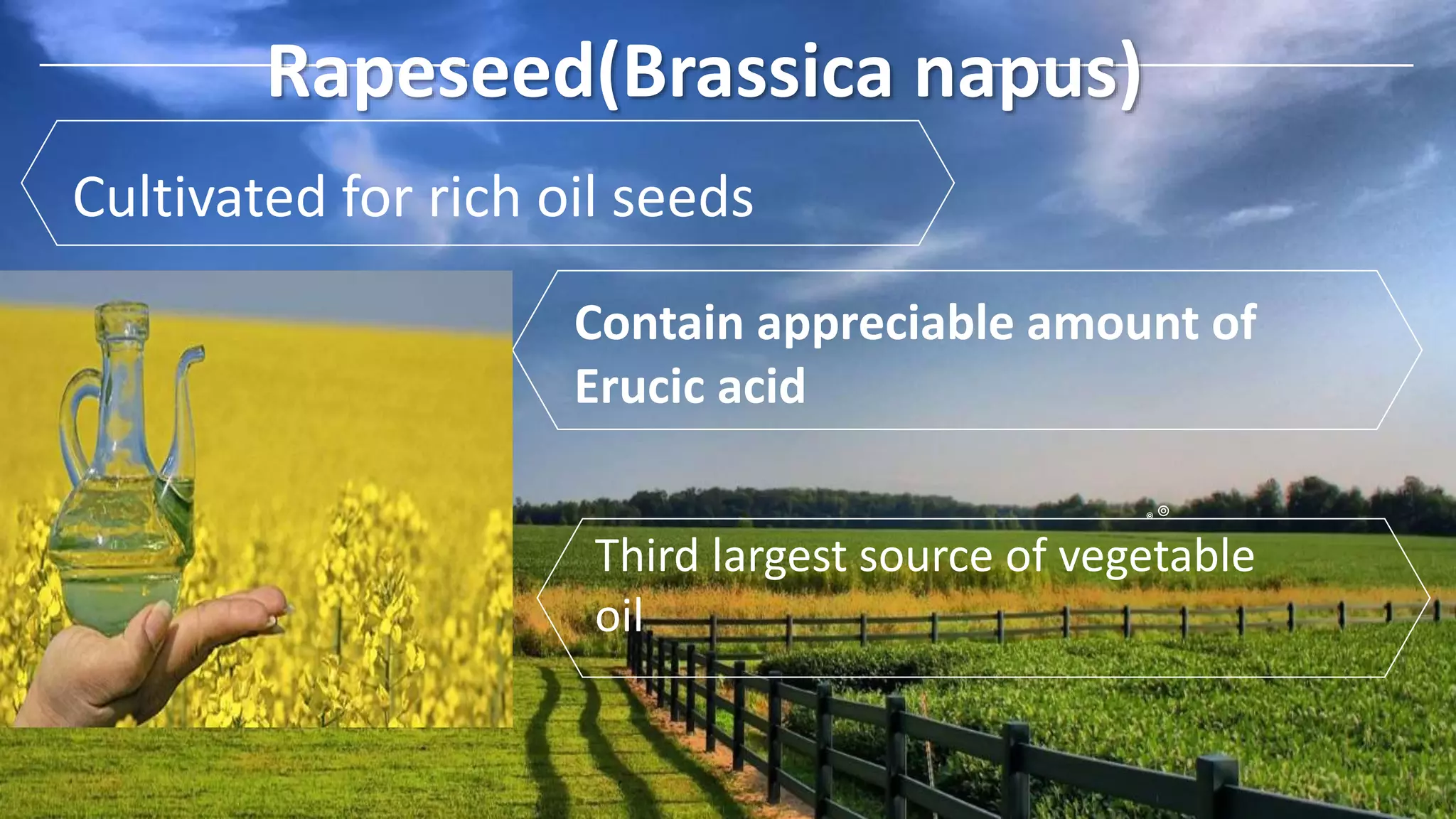 Oil seed crops | PPTX