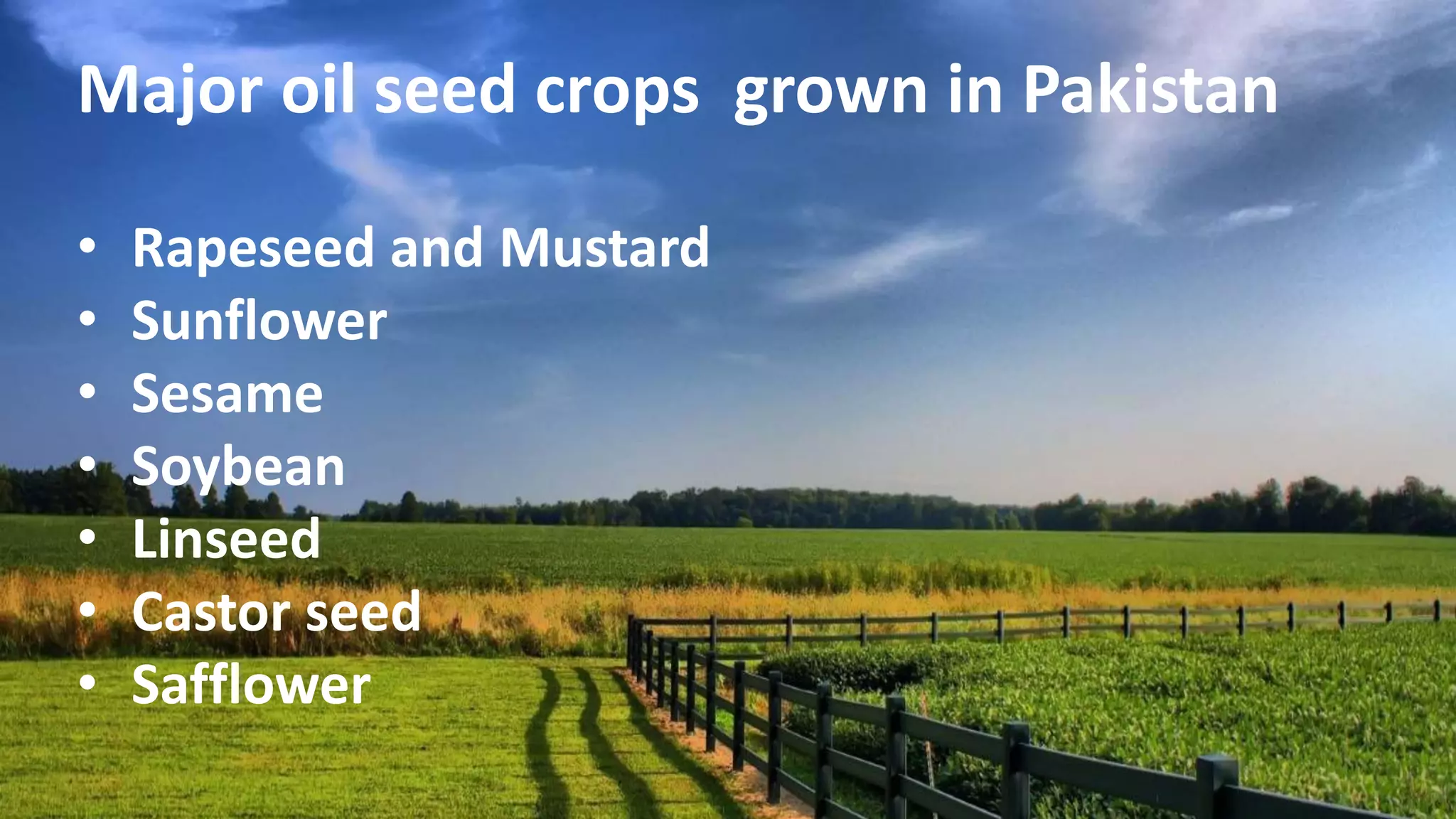 Oil seed crops | PPTX