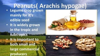 Oil seed crops | PPTX