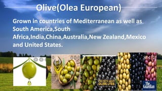 Oil seed crops | PPTX