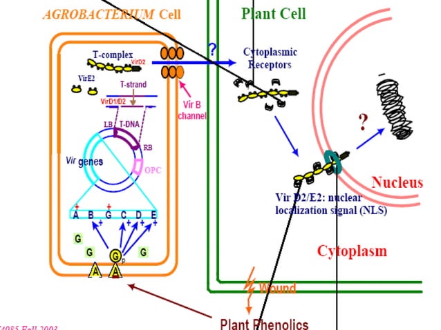 Agrobacterium | PPT | Biological Sciences | Science