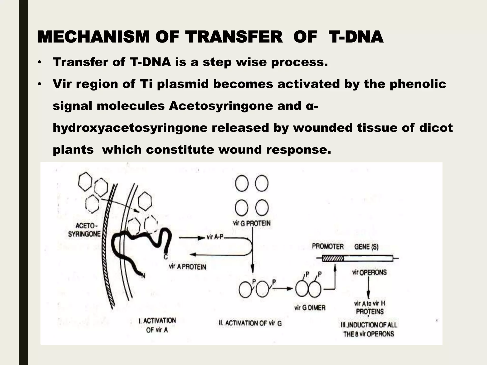 Agrobacterium tumefaciens | PPTX