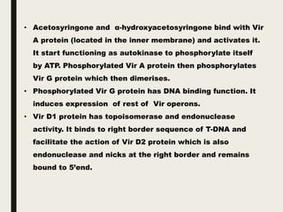 Agrobacterium tumefaciens | PPTX