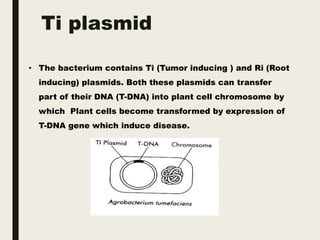 Agrobacterium tumefaciens | PPTX