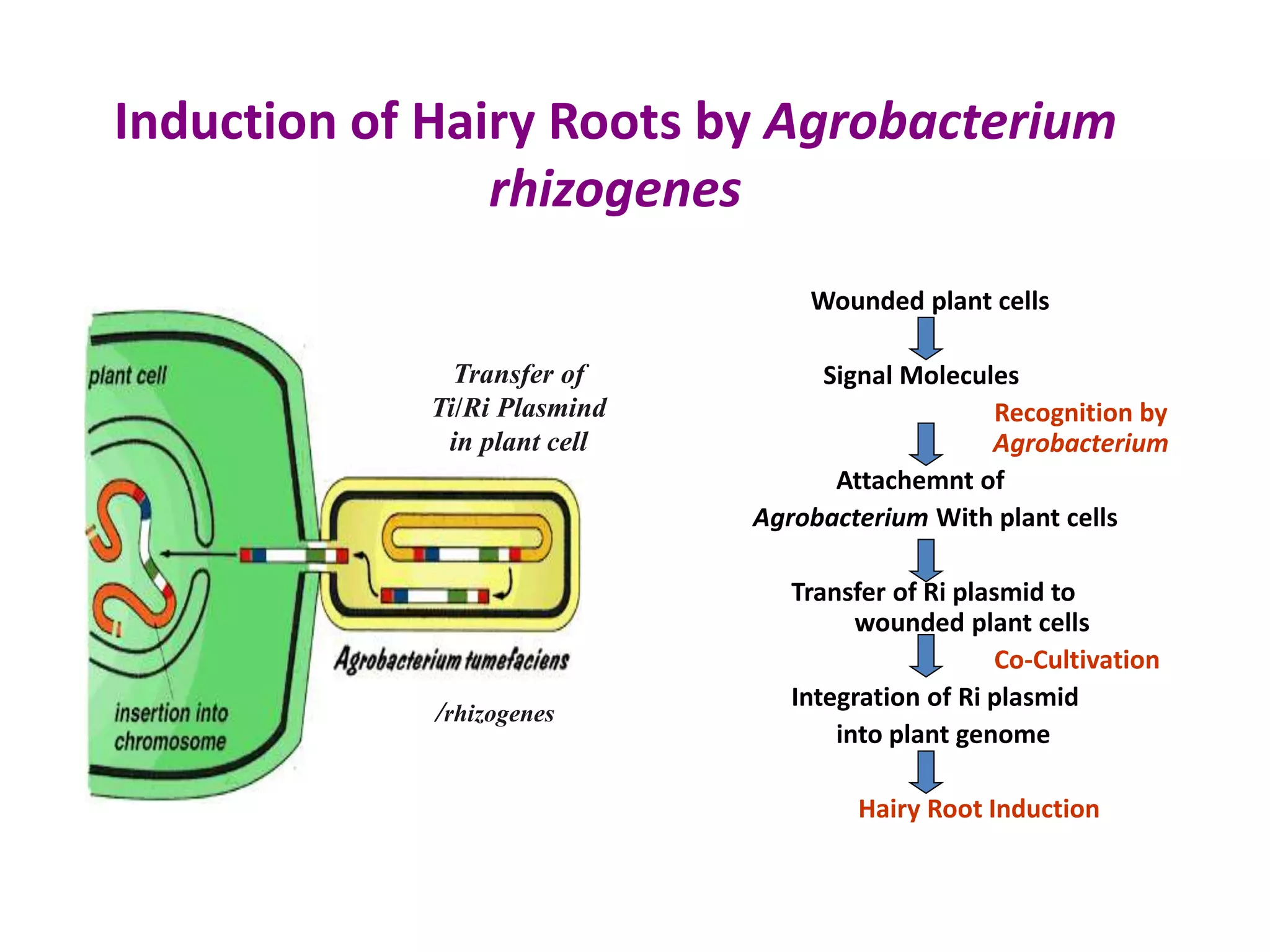 agrobacterium.pptx