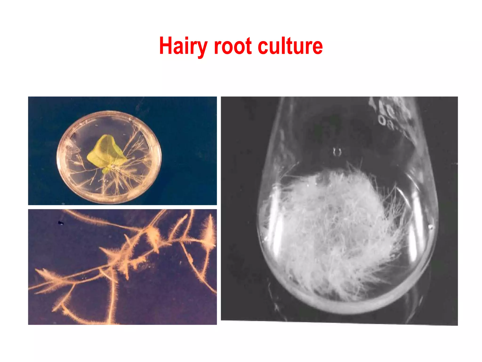 agrobacterium.pptx