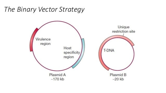 Agrobacterium mediated gene transfer