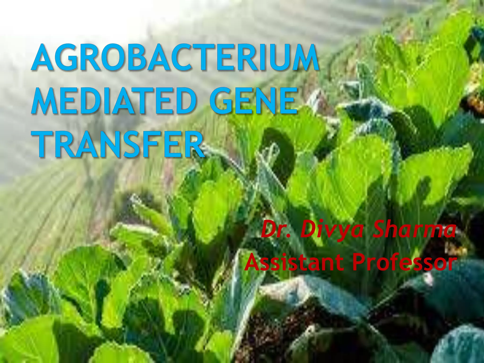 Agrobacterium Mediated Gene Transfer Pptx