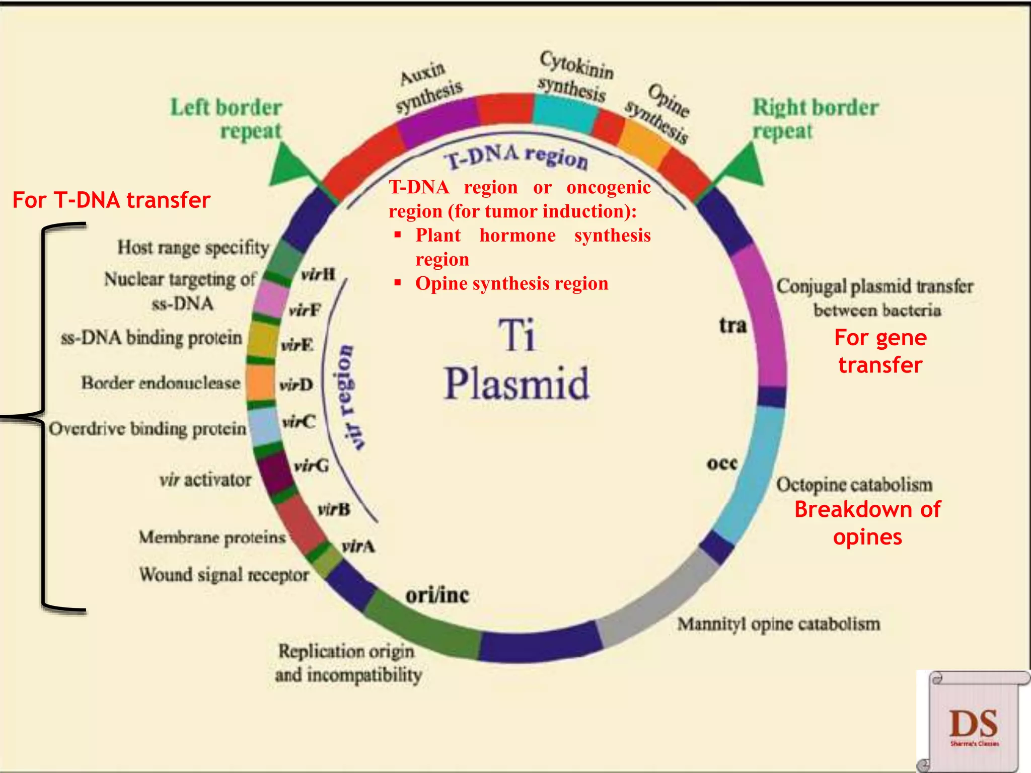 Agrobacterium-mediated Gene Transfer | PPTX