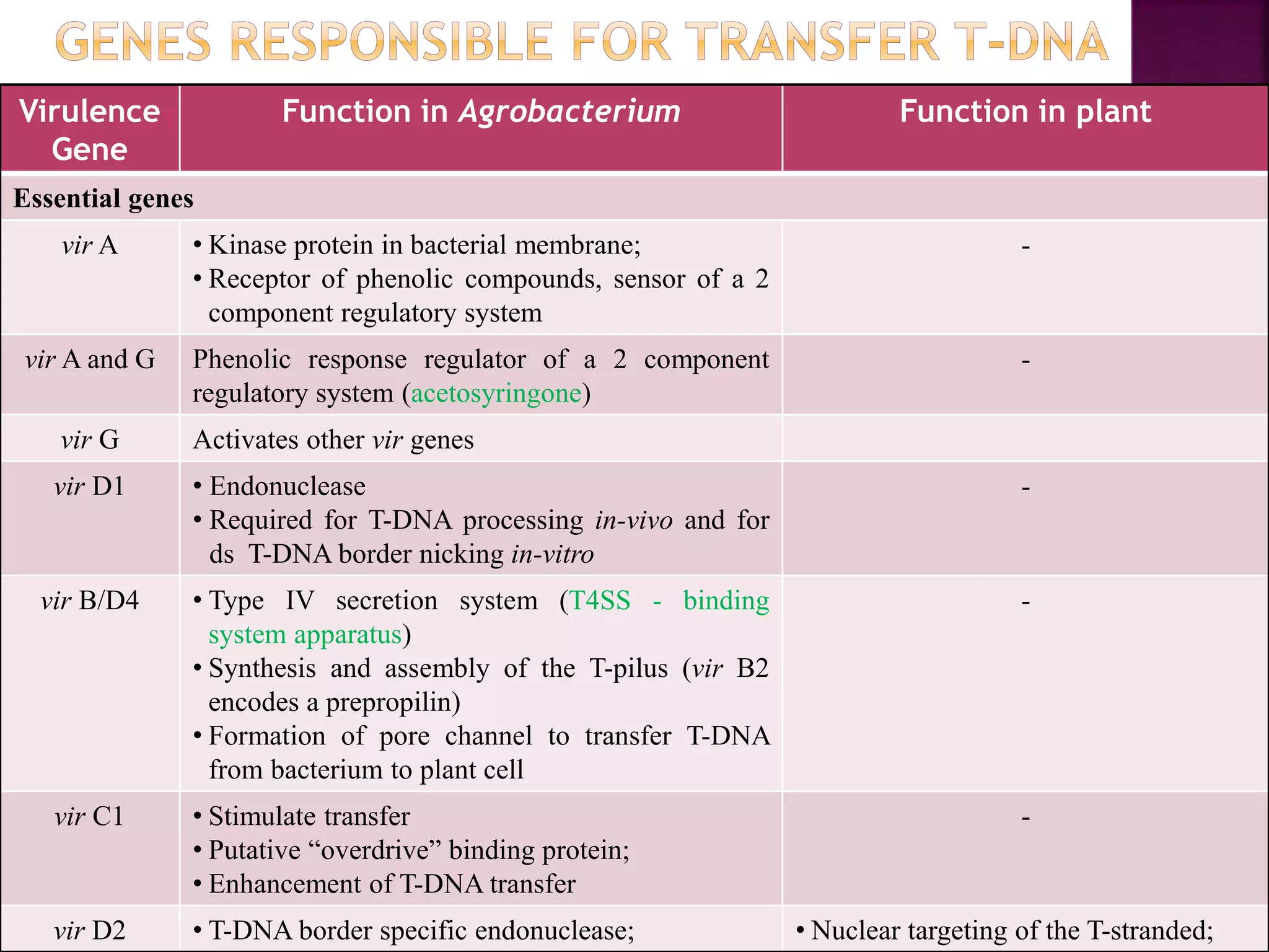Agrobacterium-mediated Gene Transfer | PPTX