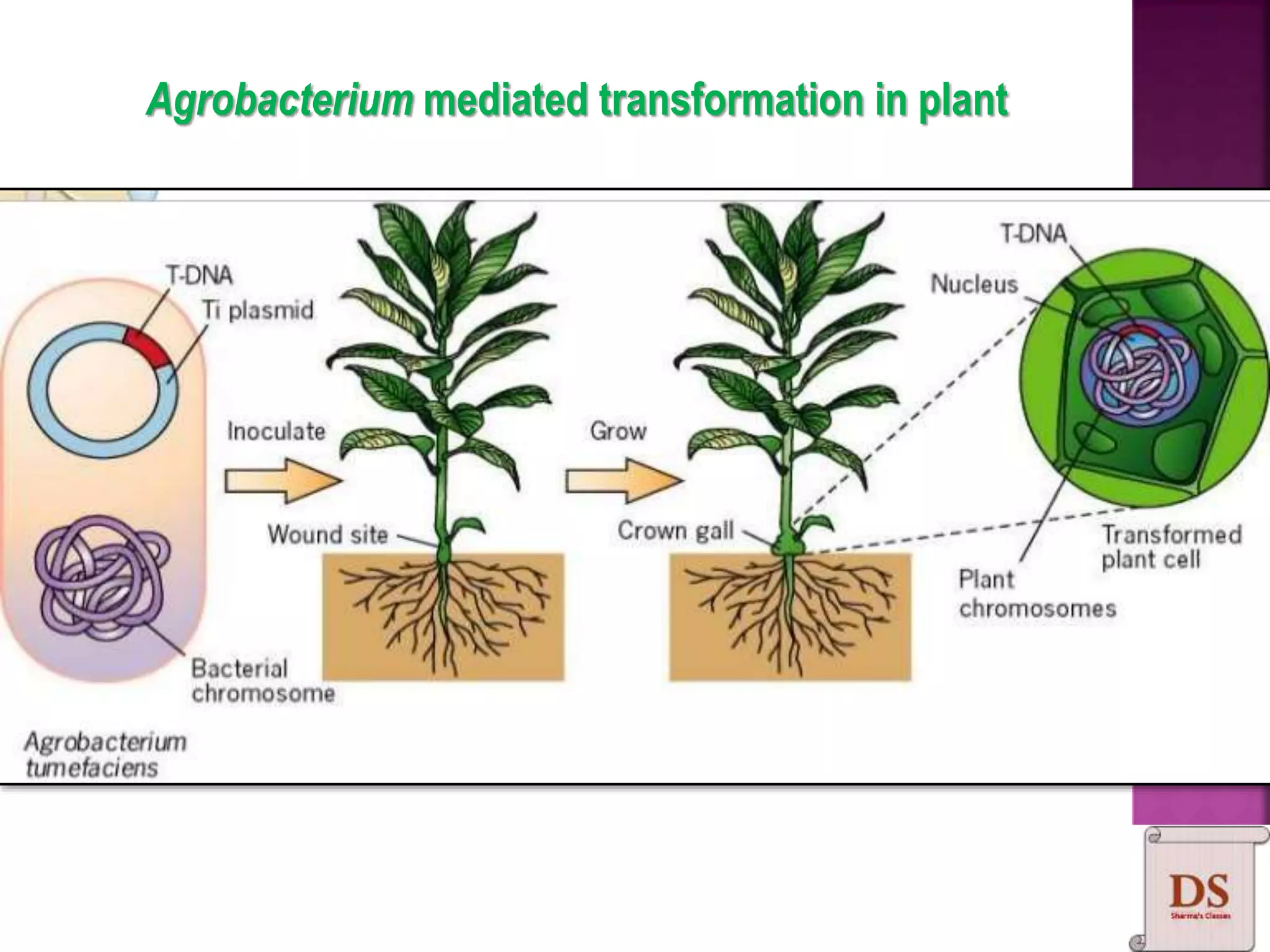 Agrobacterium-mediated Gene Transfer | PPTX