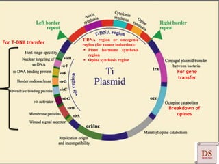 Agrobacterium-mediated Gene Transfer | PPTX