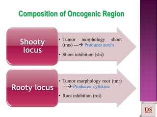 Agrobacterium-mediated Gene Transfer | PPTX