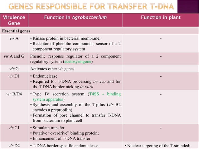 Agrobacterium-mediated Gene Transfer | PPTX
