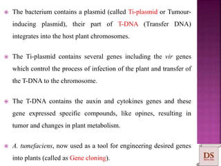 Agrobacterium-mediated Gene Transfer | PPTX