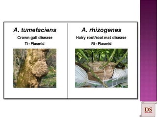 Agrobacterium-mediated Gene Transfer | PPTX