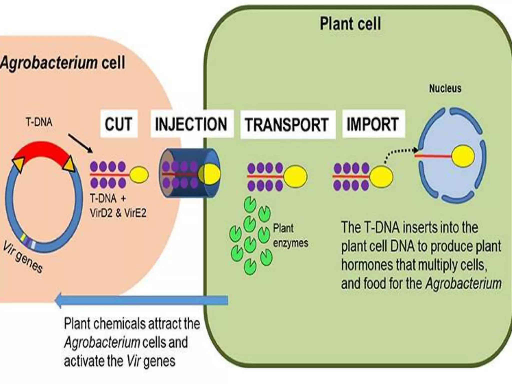 Agrobacterium - mediated Gene Transfer old.pptx
