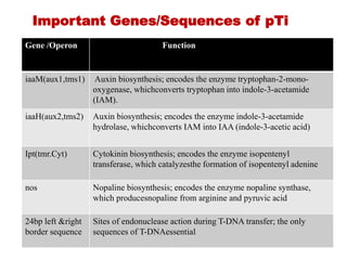 Agrobacterium -MGT.pptx